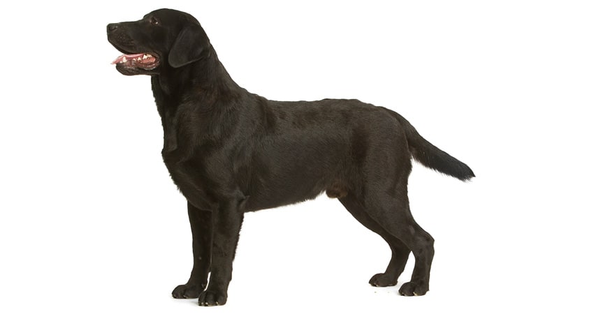 Cão Labrador Retriever - Estrela Animal