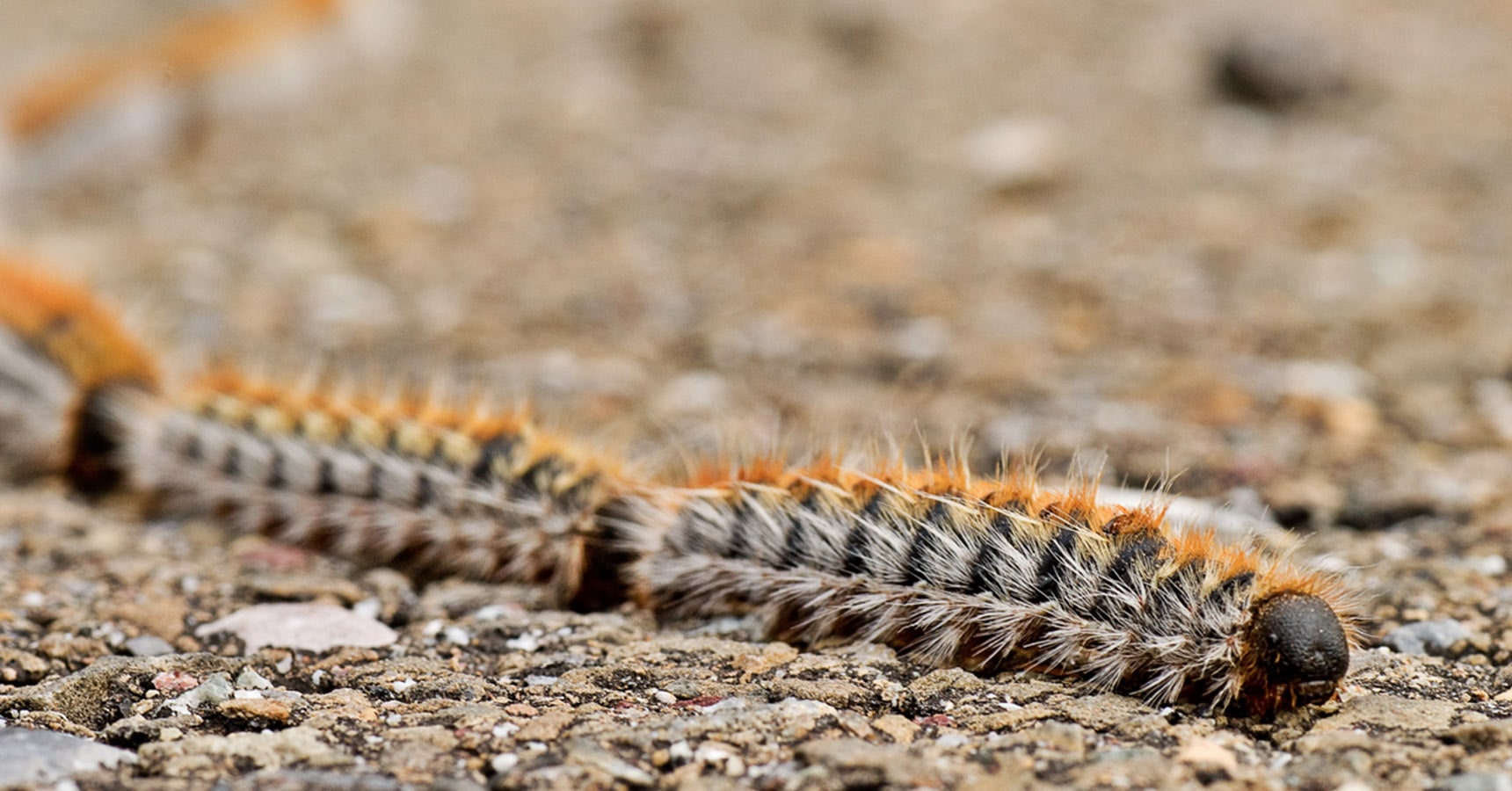 Lagarta do Pinheiro - o que é e como evitar - Estrela Animal