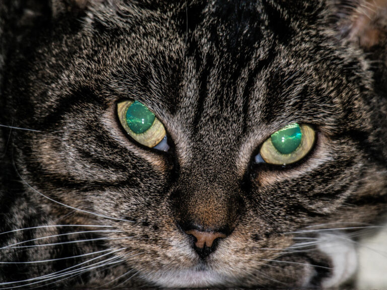 Tudo o que precisa saber sobre a visão do seu gato - Estrela Animal