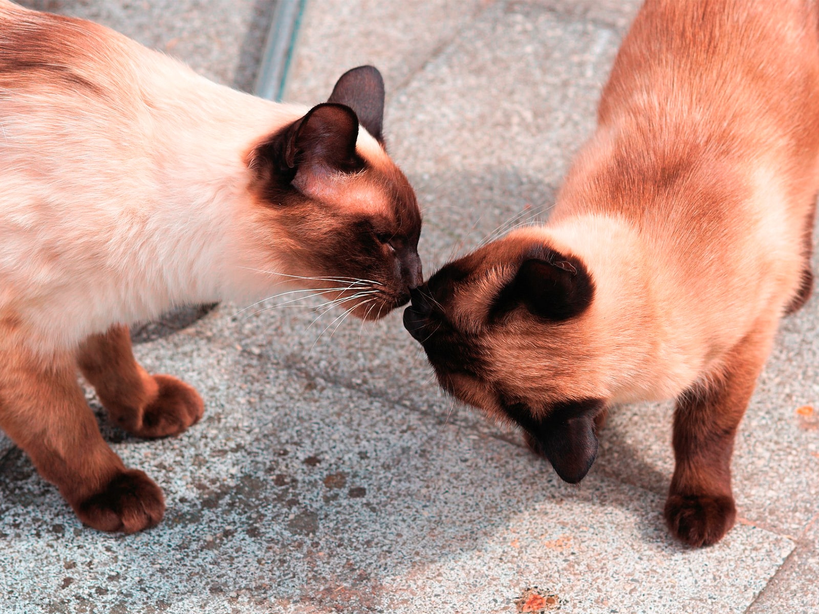 Gato Siamês - O gato da realeza tailandesa - Estrela Animal