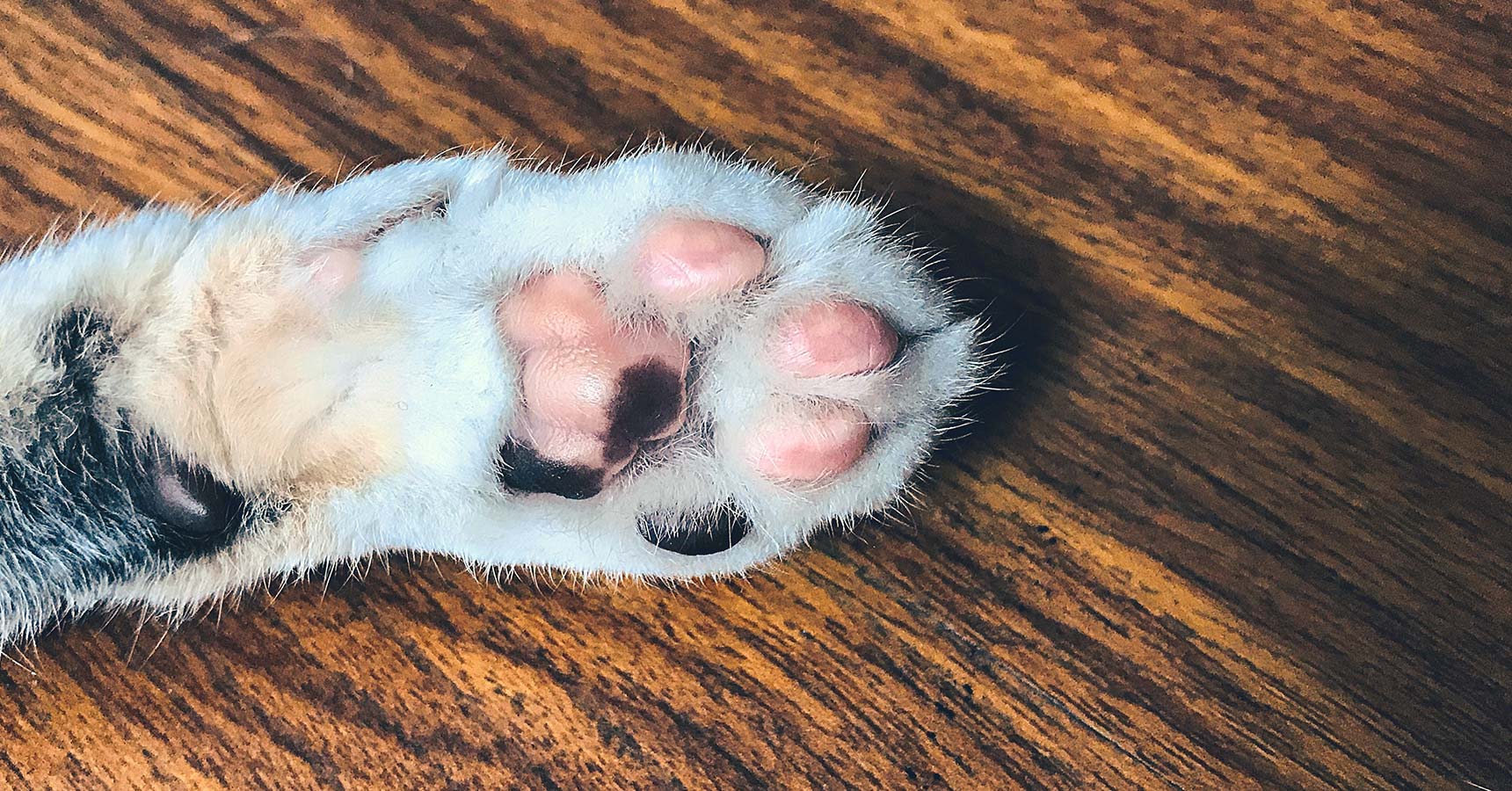 Como cuidar das patas do seu animal de companhia - Estrela Animal